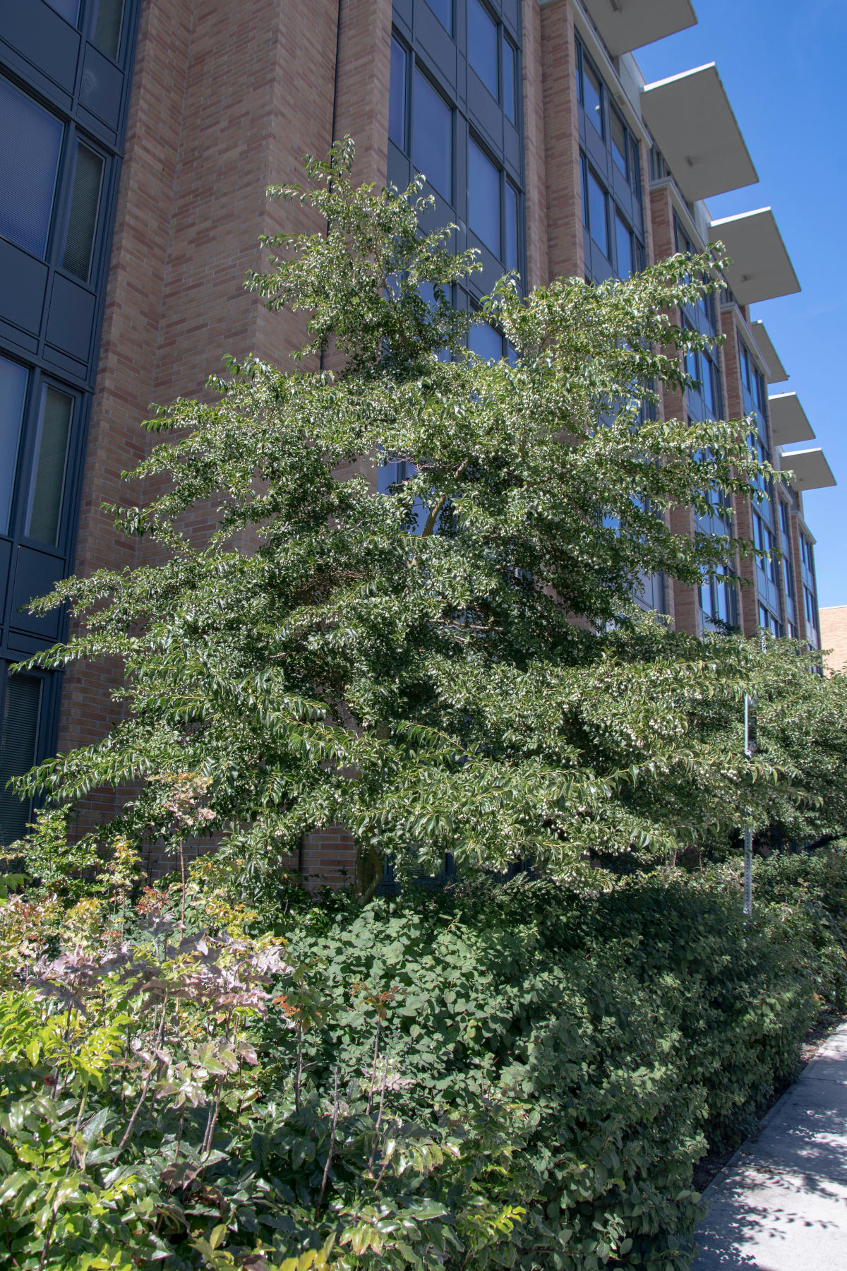 Japanese snowbell – Trees of Vancouver