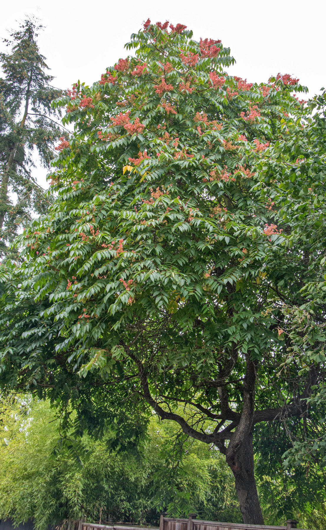 Tree of heaven – Trees of Vancouver