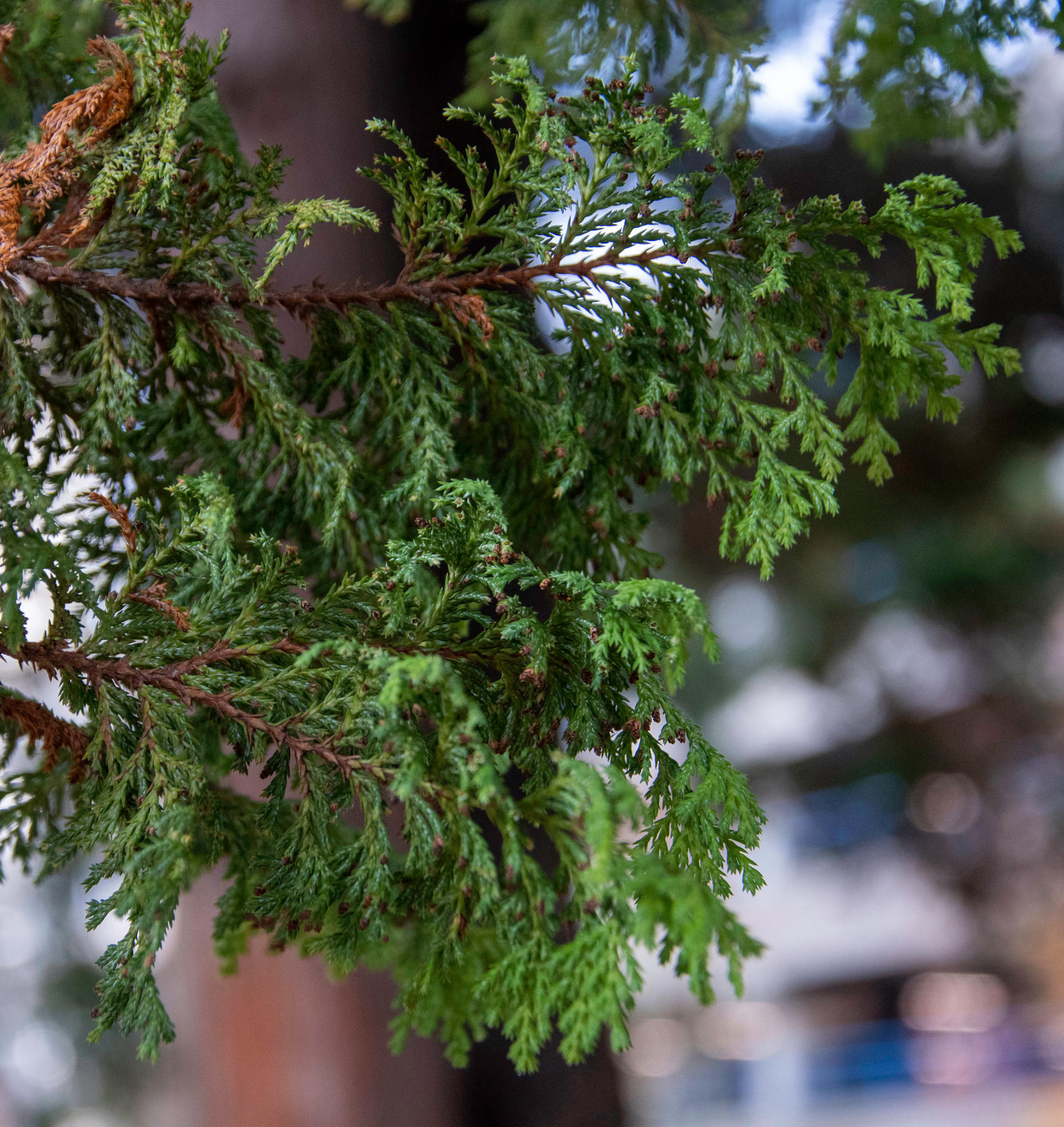 Plumosa Sawara cypress – Trees of Vancouver