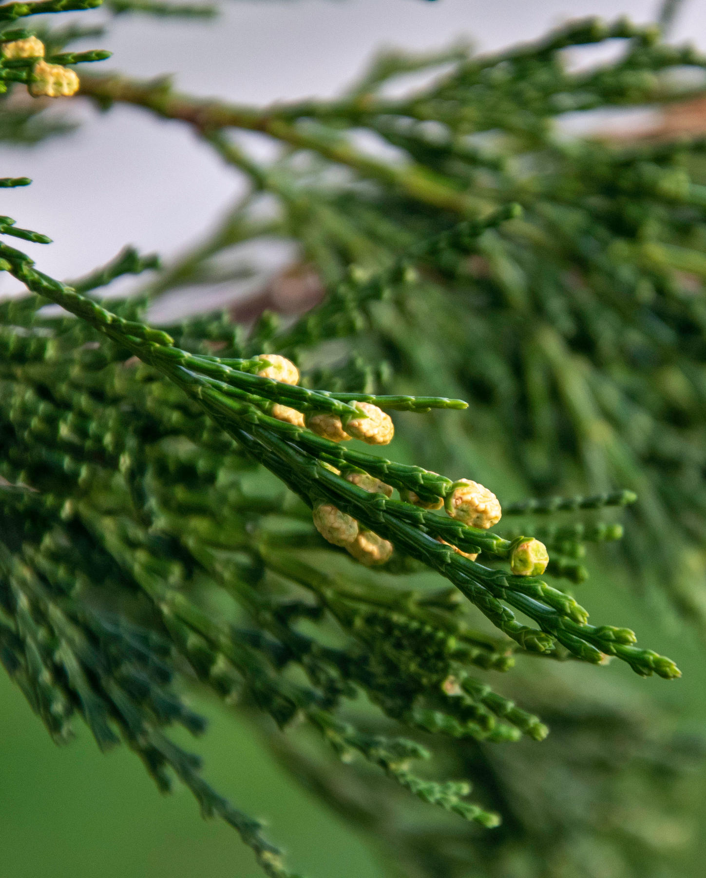 Incense cedar – Trees of Vancouver